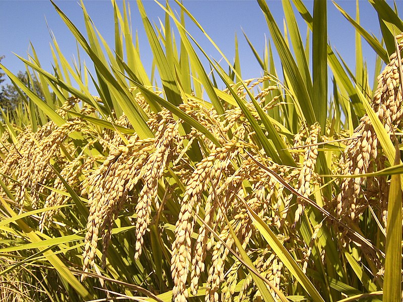 Oryza Sativa · PCdb